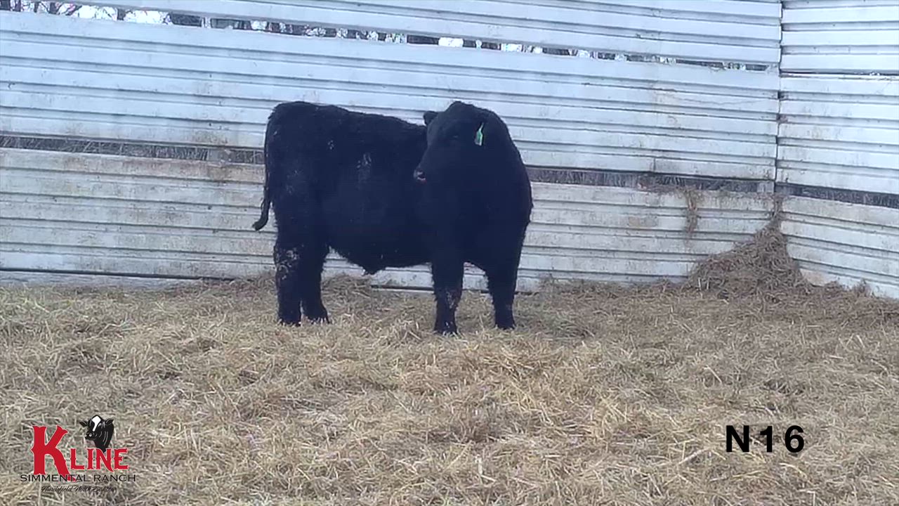 Lot n16: Kline Simmental Ranch - Annual Production Sale | DVAuction