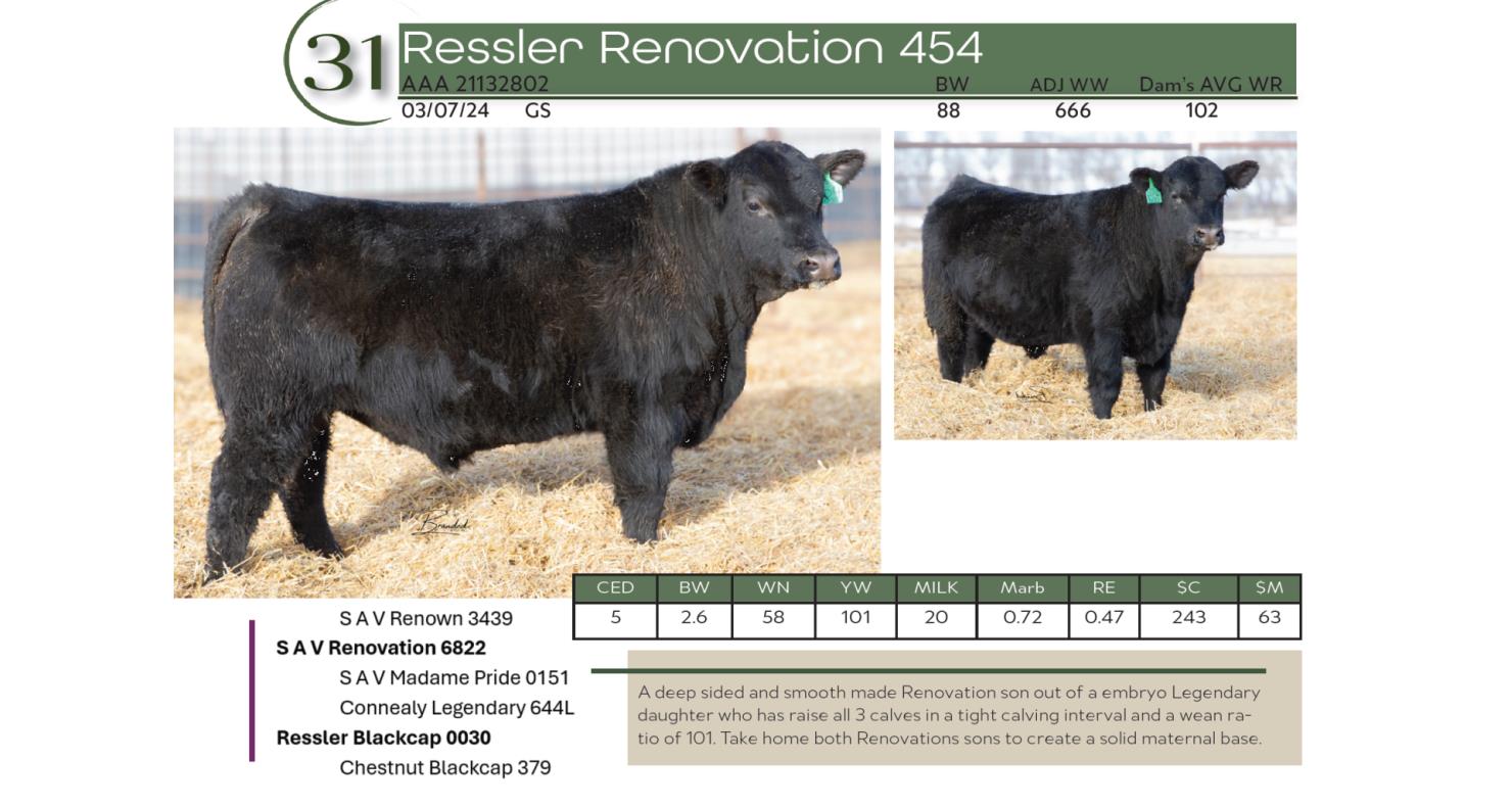 Lot 31: Ressler Ranch - Annual Production Sale | DVAuction