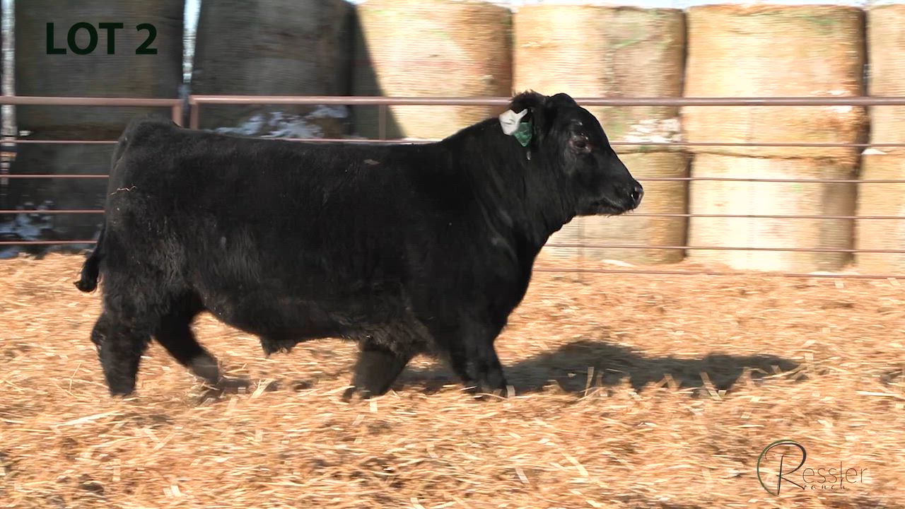Lot 2: Ressler Ranch - Annual Production Sale | DVAuction