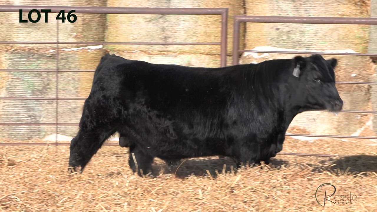 Lot 46: Ressler Ranch - Annual Production Sale | DVAuction