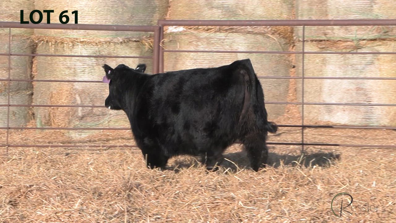 Lot 61: Ressler Ranch - Annual Production Sale | DVAuction