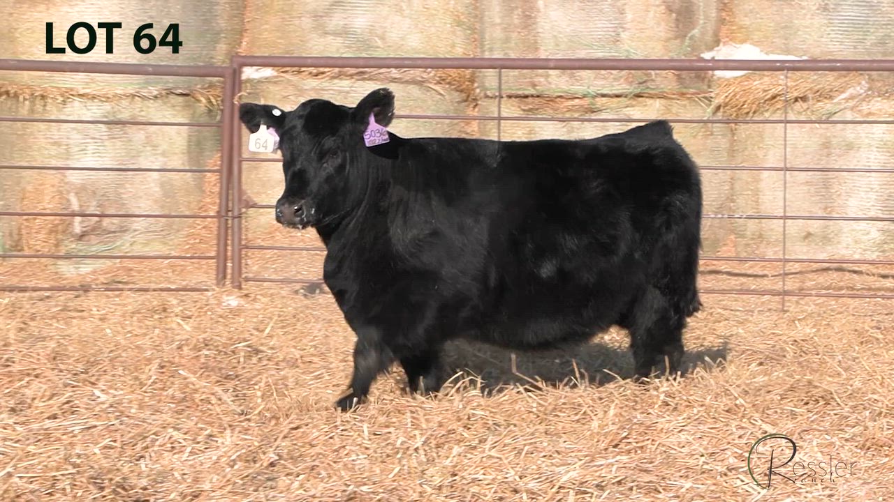 Lot 64: Ressler Ranch - Annual Production Sale | DVAuction