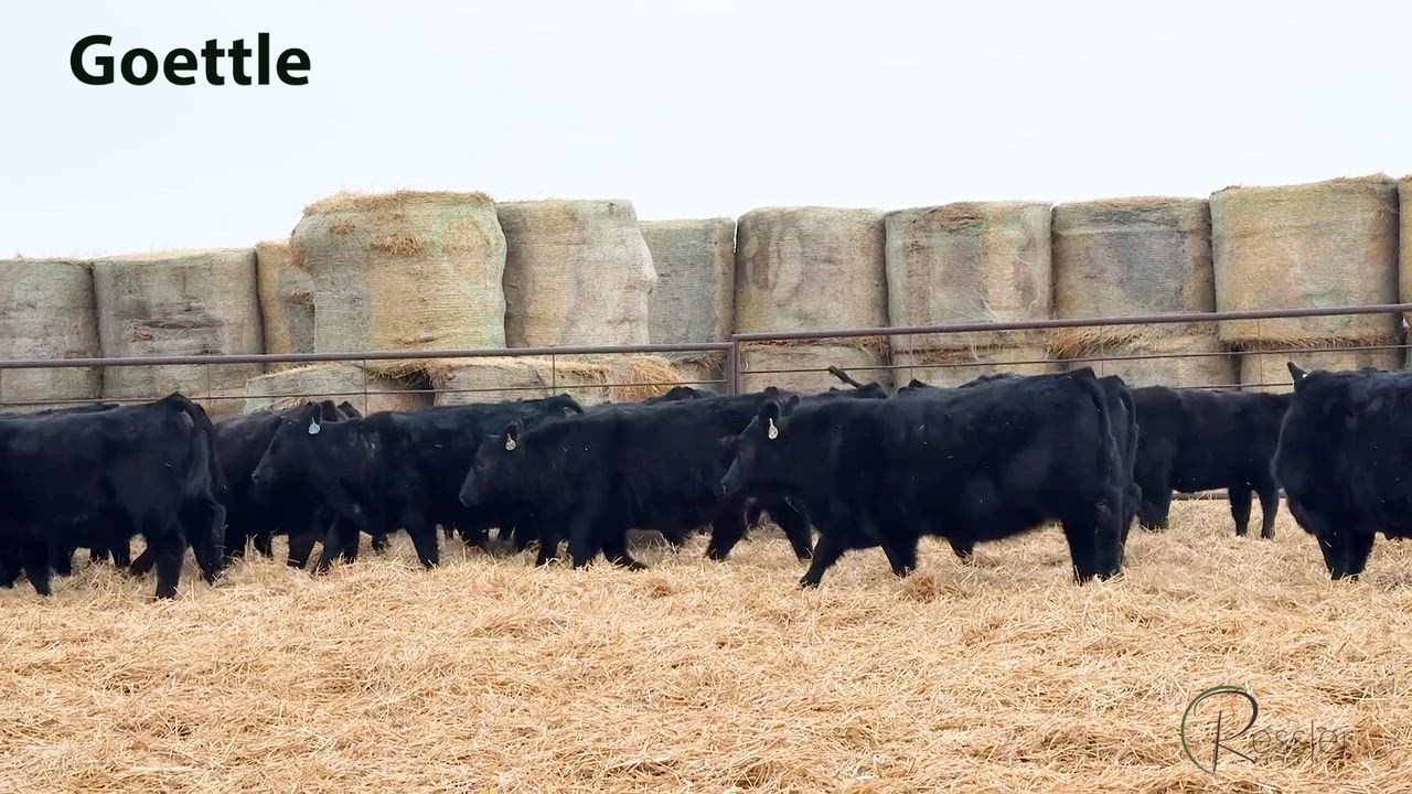 Lot 156: Ressler Ranch - Annual Production Sale | DVAuction