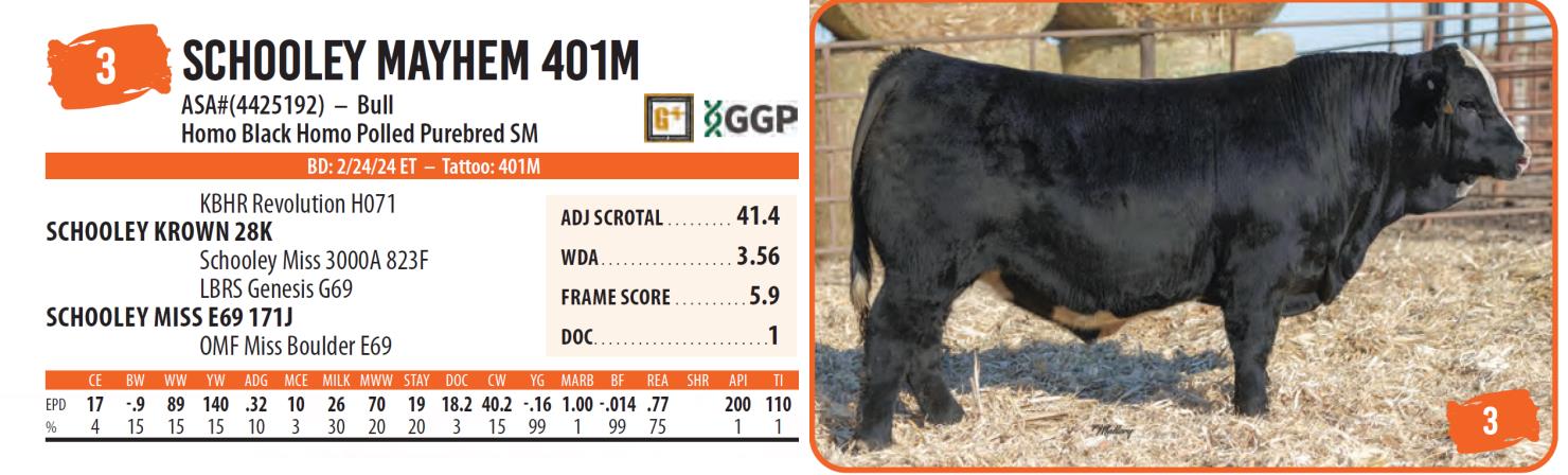 Lot 3: Schooley Cattle Simmental/SimAngus/Angus - Annual Simmental ...