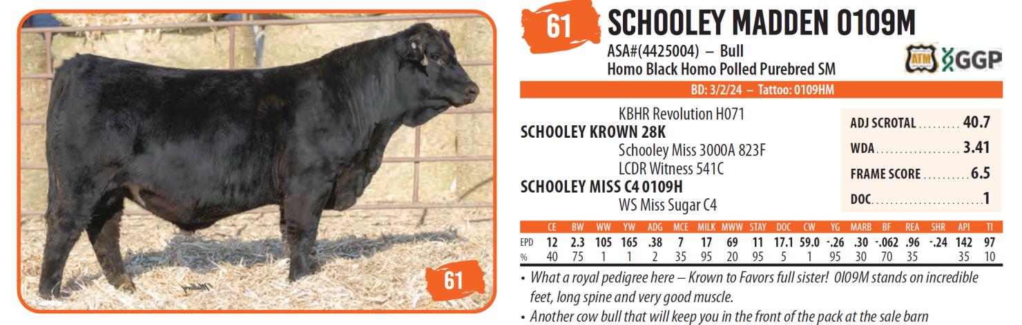 Lot 61: Schooley Cattle Simmental/SimAngus/Angus - Annual Simmental ...