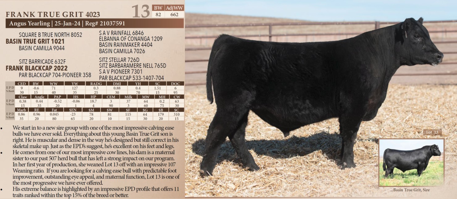 Lot 13: Frank Cattle & Genetics - Angus & Red Angus Bull & Female Sale ...