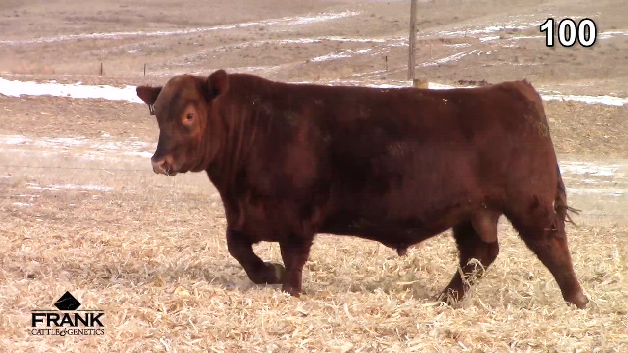 Lot 100: Frank Cattle & Genetics - Angus & Red Angus Bull Sale | DVAuction