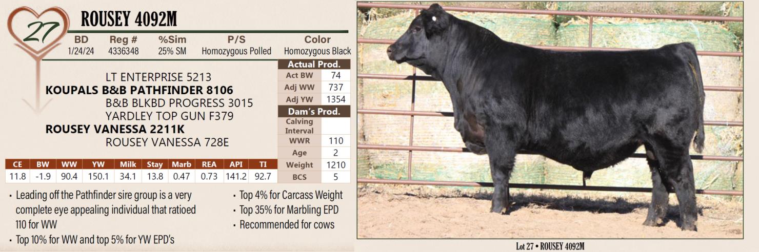 Lot 27: Rousey SimAngus - Rousey Sim-Angus Annual Bull Sale | DVAuction