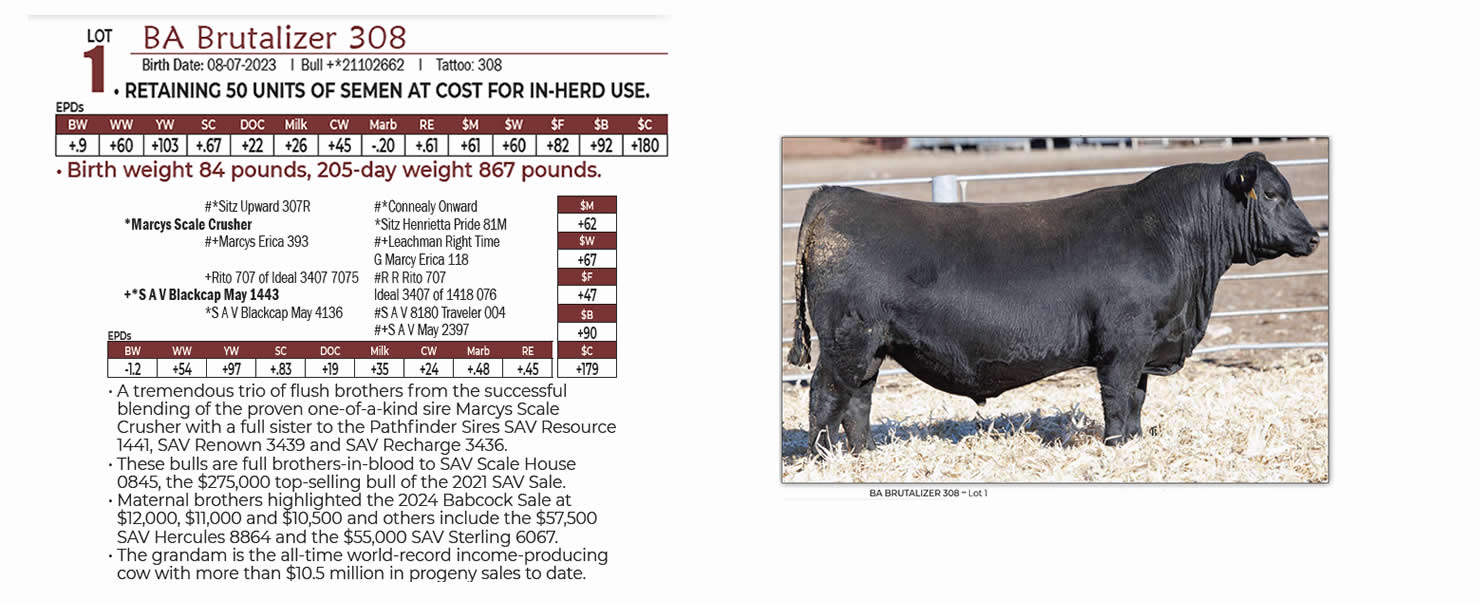 Lot 1: Babcock Angus Bull Sale | DVAuction