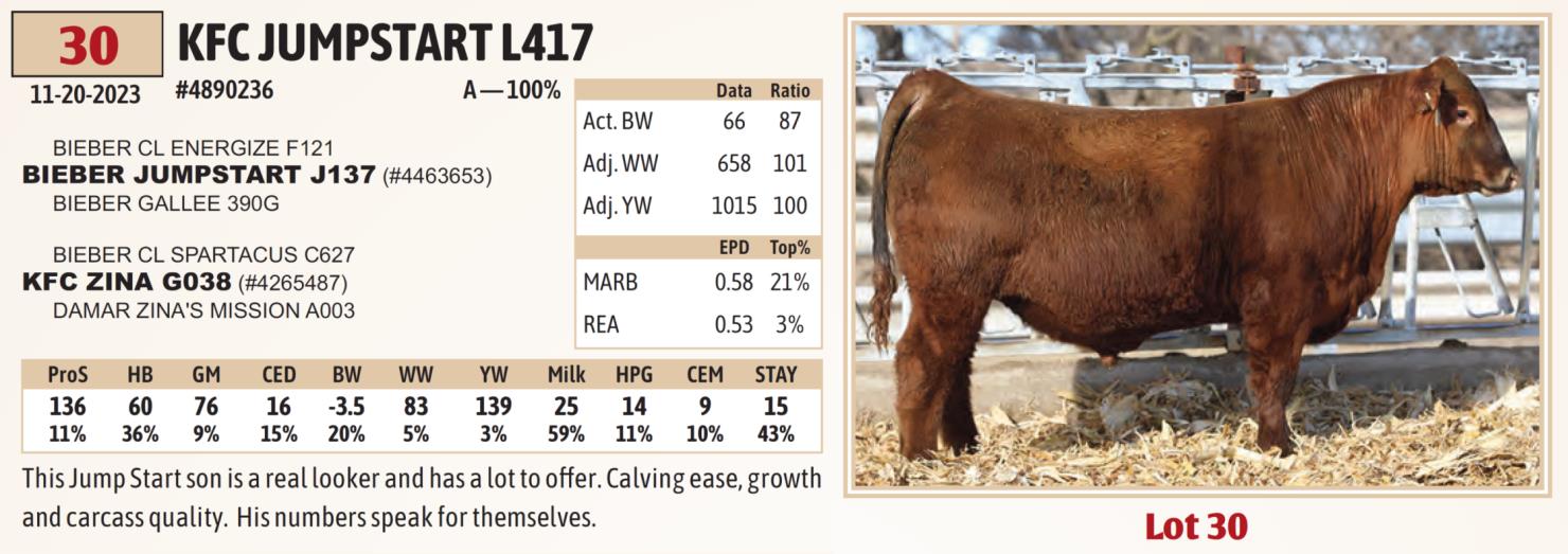Lot 30: RedFest Red Angus - Annual Bull Sale | DVAuction