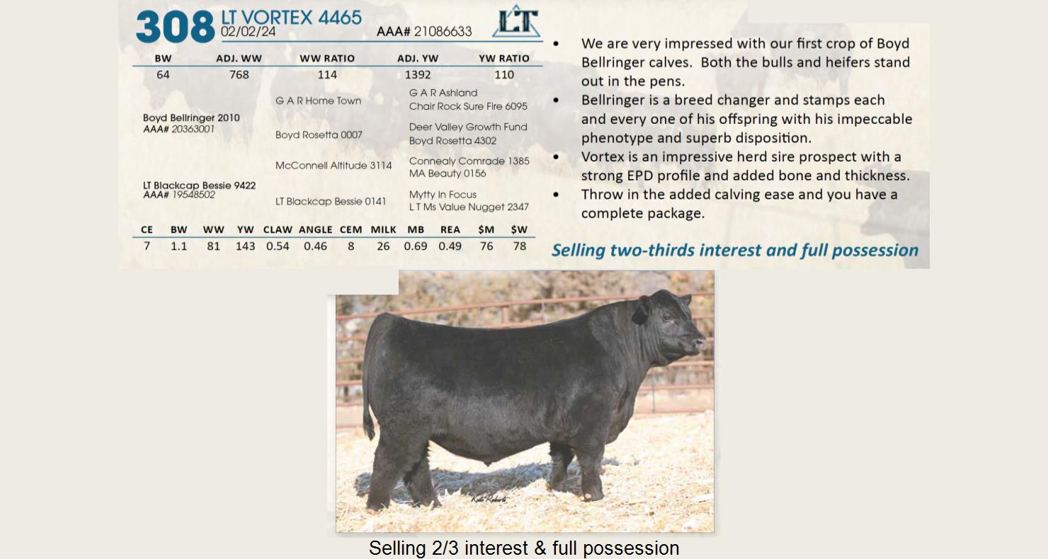 Lot 308: Lindskov's LT Ranch - 44th Annual Charolais & Angus Bull Sale ...