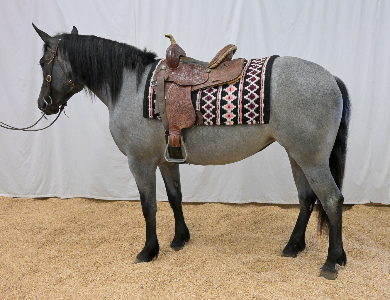 Lot 39 - BELLA: UWRF Colt Sale - Production Sale | UWRF Colt Sale