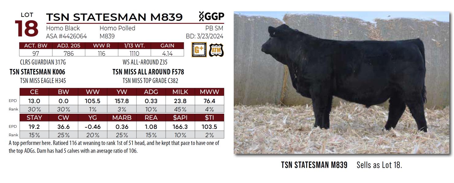 Lot 18: TSN Simmentals - Annual Simmental Bull Sale | DVAuction