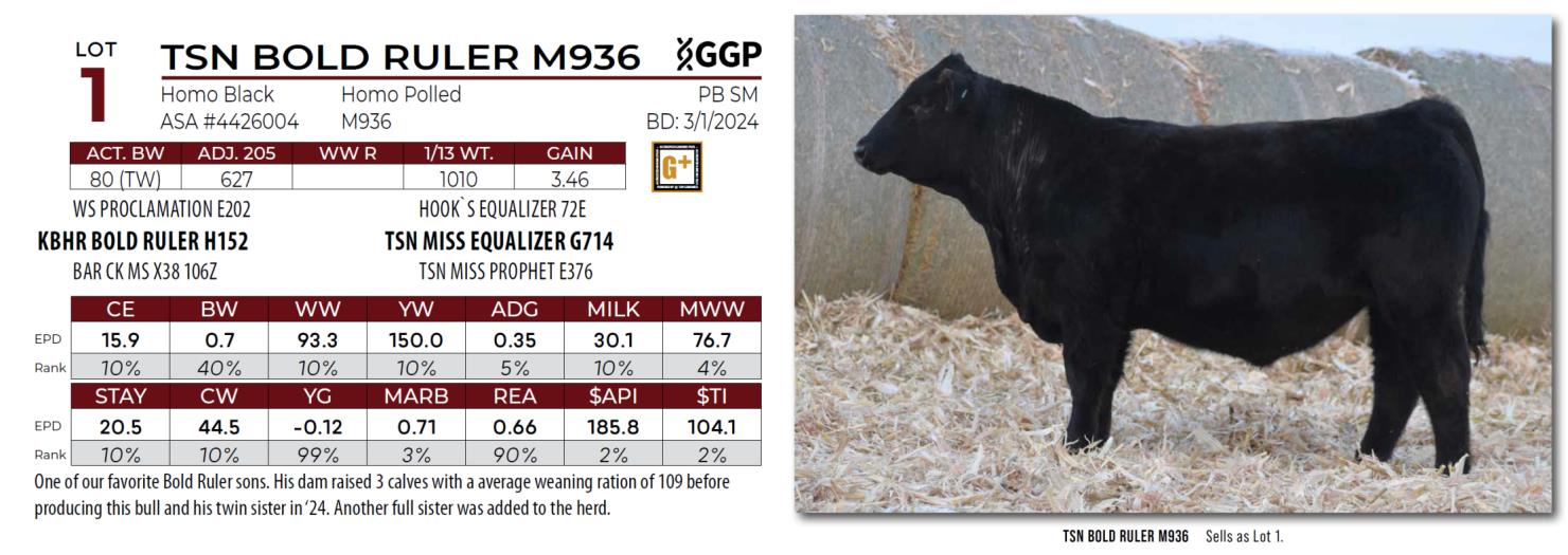 Lot 1: TSN Simmentals - Annual Simmental Bull Sale | DVAuction