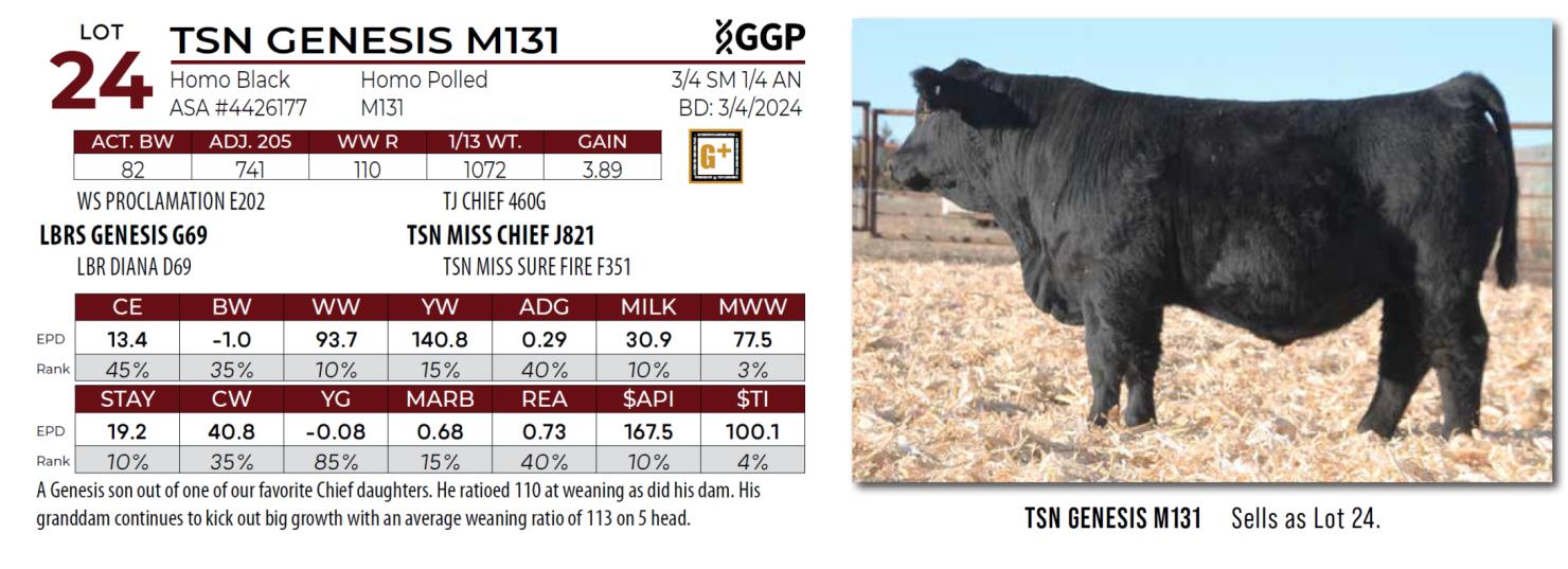 Lot 24: TSN Simmentals - Annual Simmental Bull Sale | DVAuction