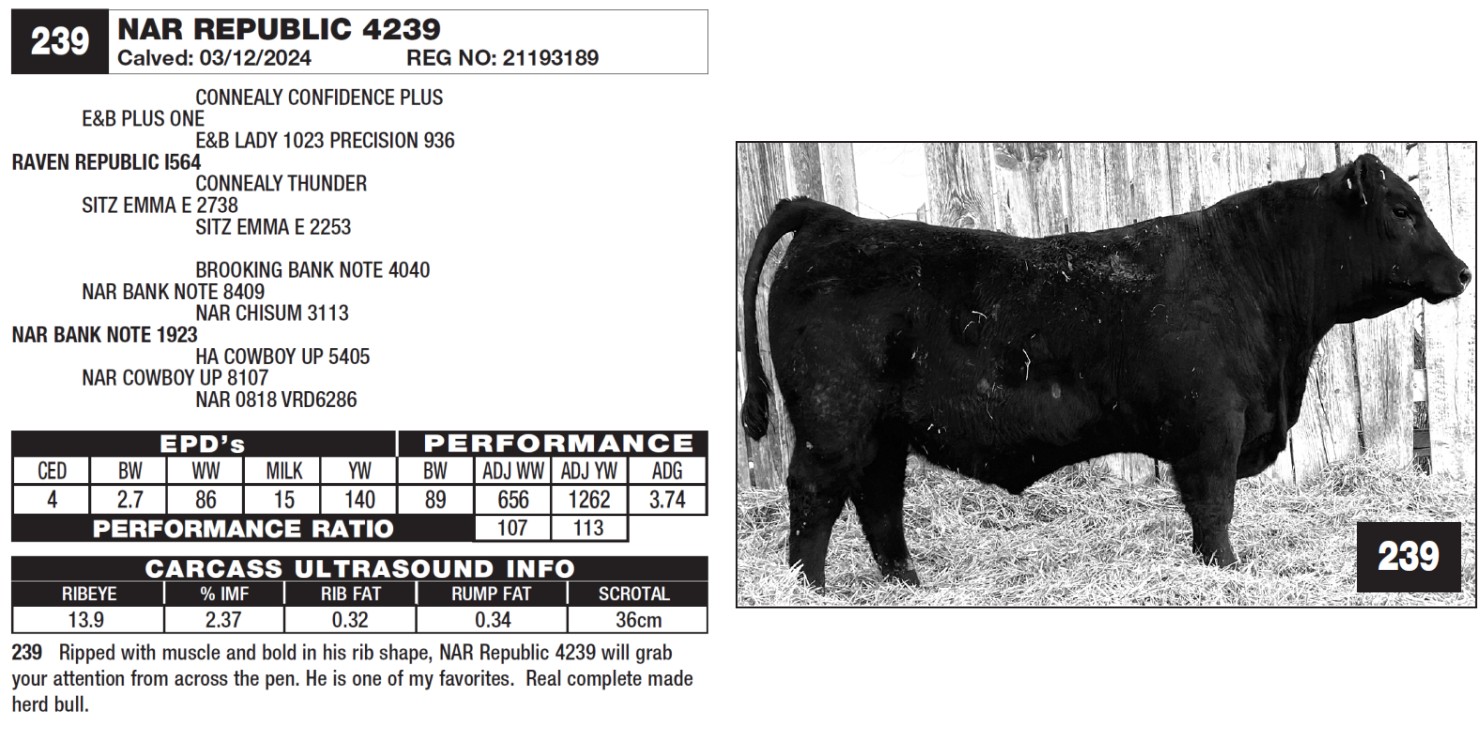 Lot 239: Nelson Angus Ranch - 21st Annual Angus Bull & Commercial ...