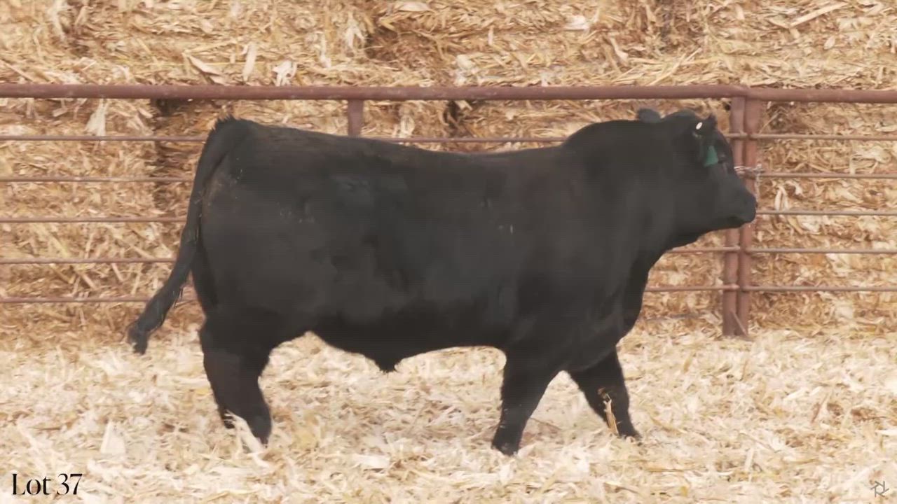 Lot 37: Goeken Cattle - 45th Annual Strong Aged Simmental and Angus ...