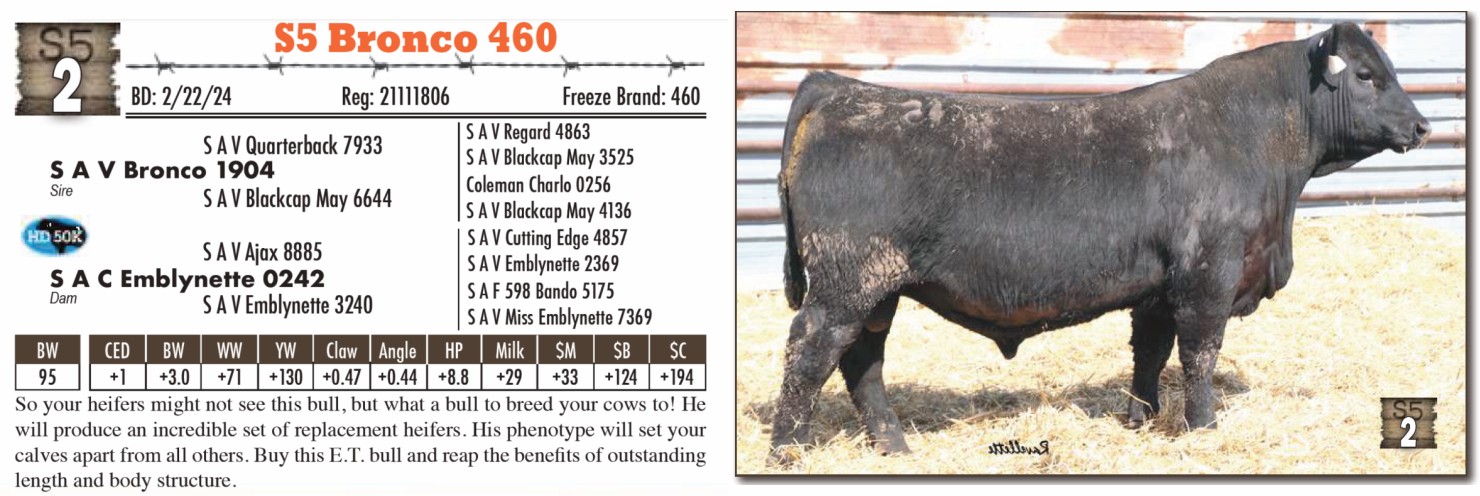 Lot 2: Tielke's S5 Ranch - Angus Production Sale | DVAuction