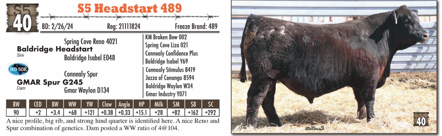 Lot 40: Tielke's S5 Ranch - Angus Production Sale | DVAuction