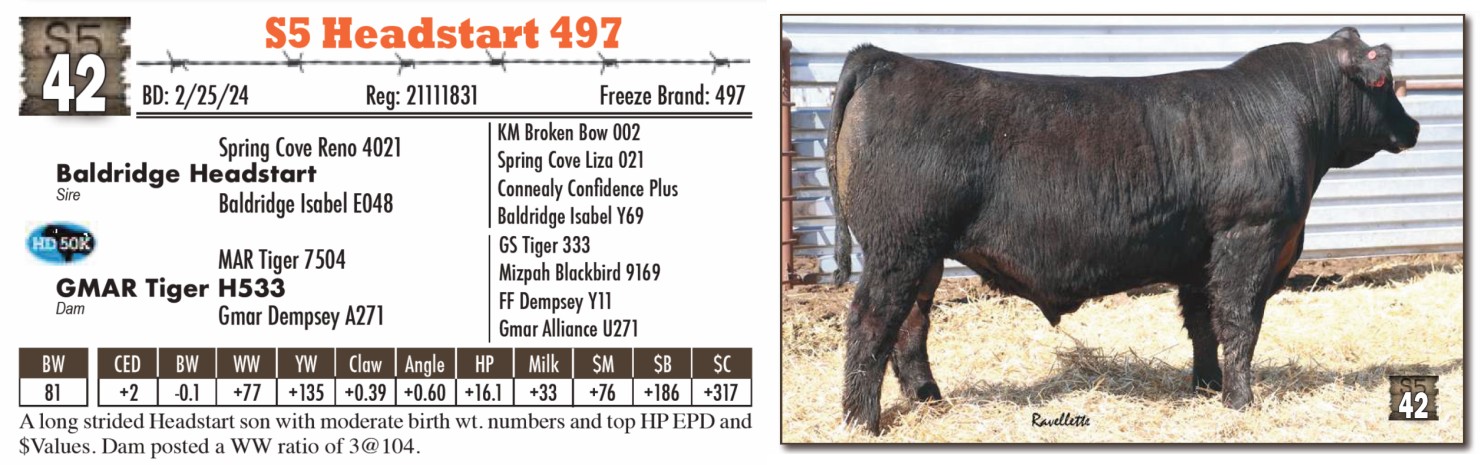 Lot 42: Tielke's S5 Ranch - Angus Production Sale | DVAuction
