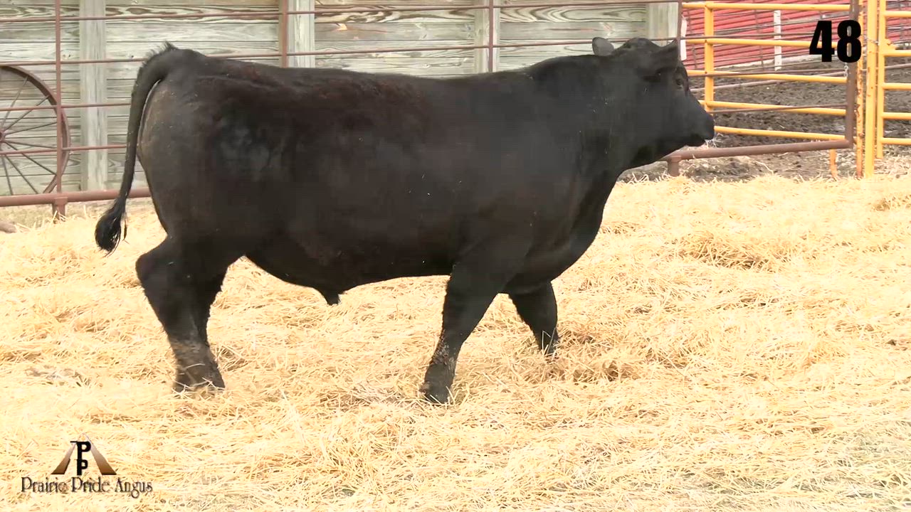 Lot 48: Prairie Pride - Annual Angus Bull & Female Sale | DVAuction