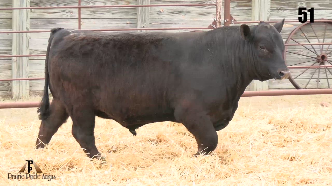 Lot 51: Prairie Pride - Annual Angus Bull & Female Sale | DVAuction