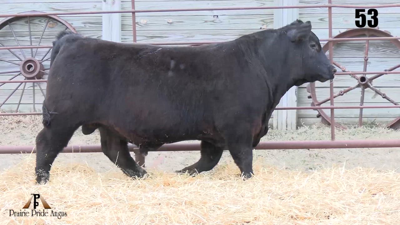 Lot 53: Prairie Pride - Annual Angus Bull & Female Sale | DVAuction