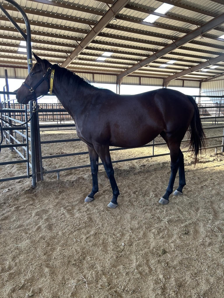 Lot 3 - FIRST DOWN DASH / FAVORITE CHICKLET: Heritage Place ...