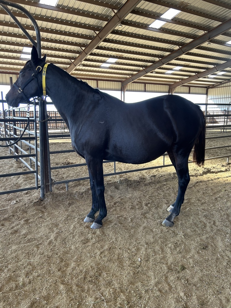 Lot 6 - APOLLITICAL JESS / BROWN EYE SUZE: Heritage Place - "Champions ...