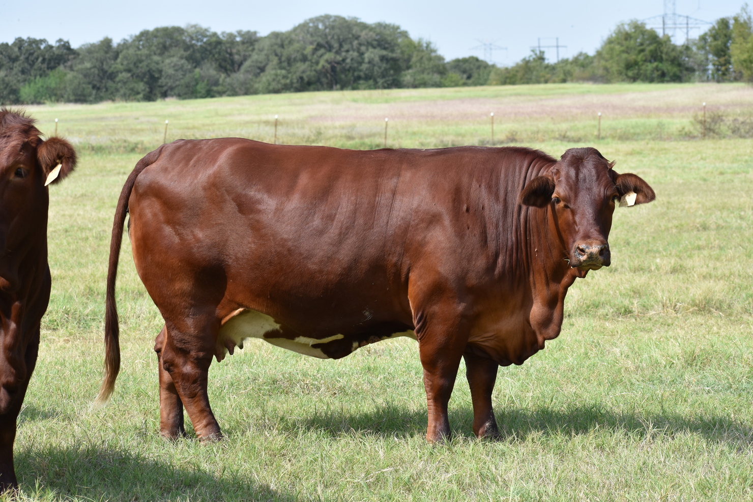DVAuction | Lot 65: Lone Star Beefmaster Breeders Association - Fall