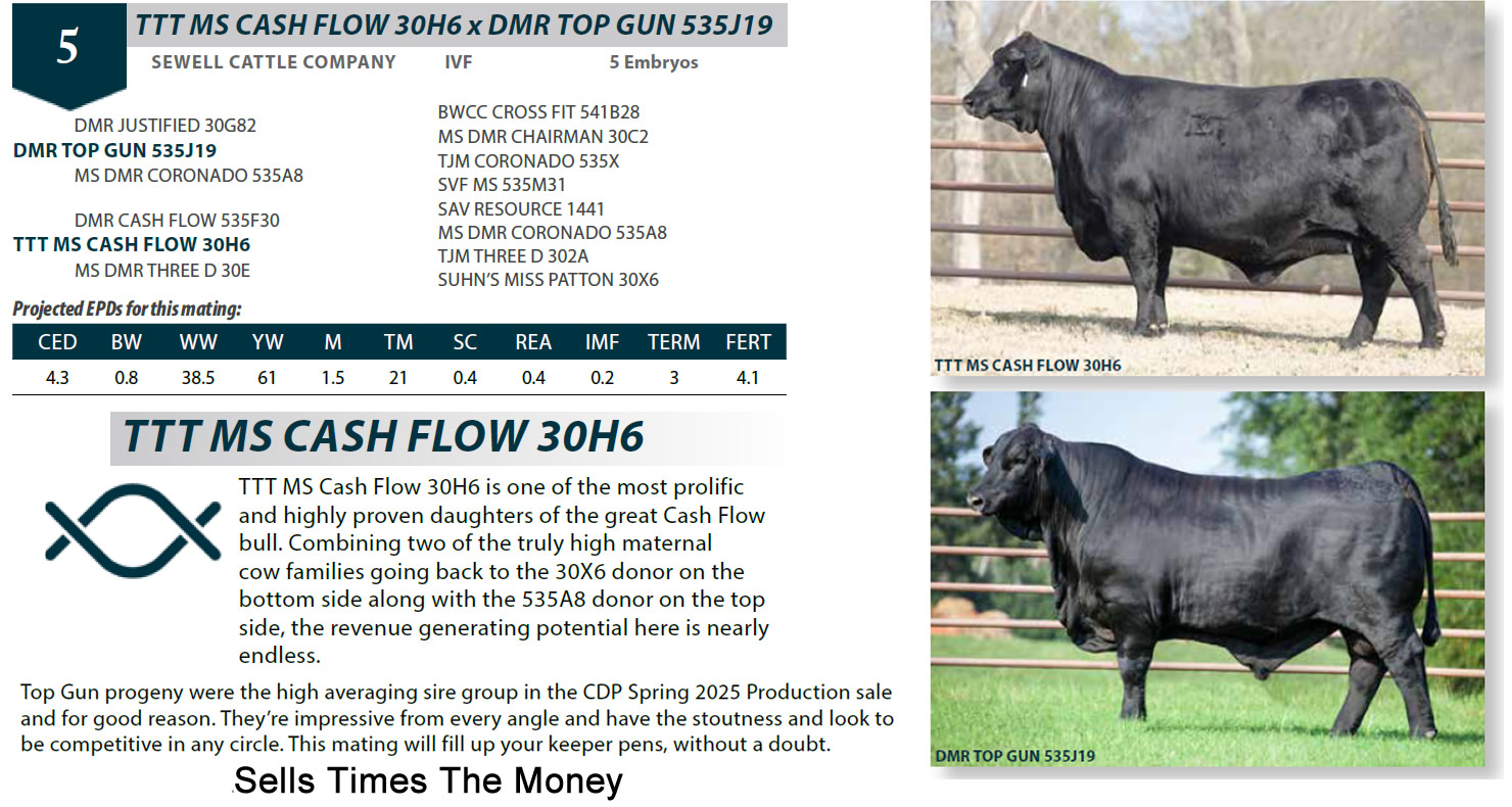 Lot 5: CDP Brangus - Embryo Sale | CDP Brangus