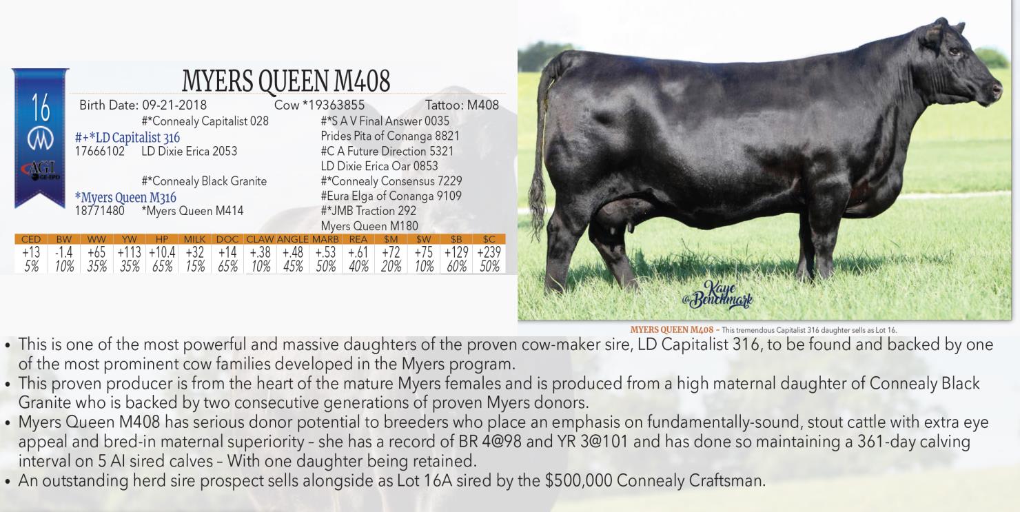 Lot 16: Myers Angus / Tamme Valley Angus - Family Values Female ...