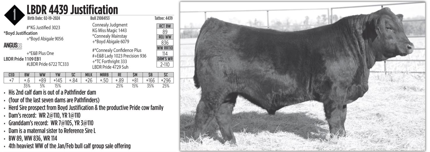 Lot 1: Lazy Black Diamond Ranch - 5th Annual Angus Production Sale ...