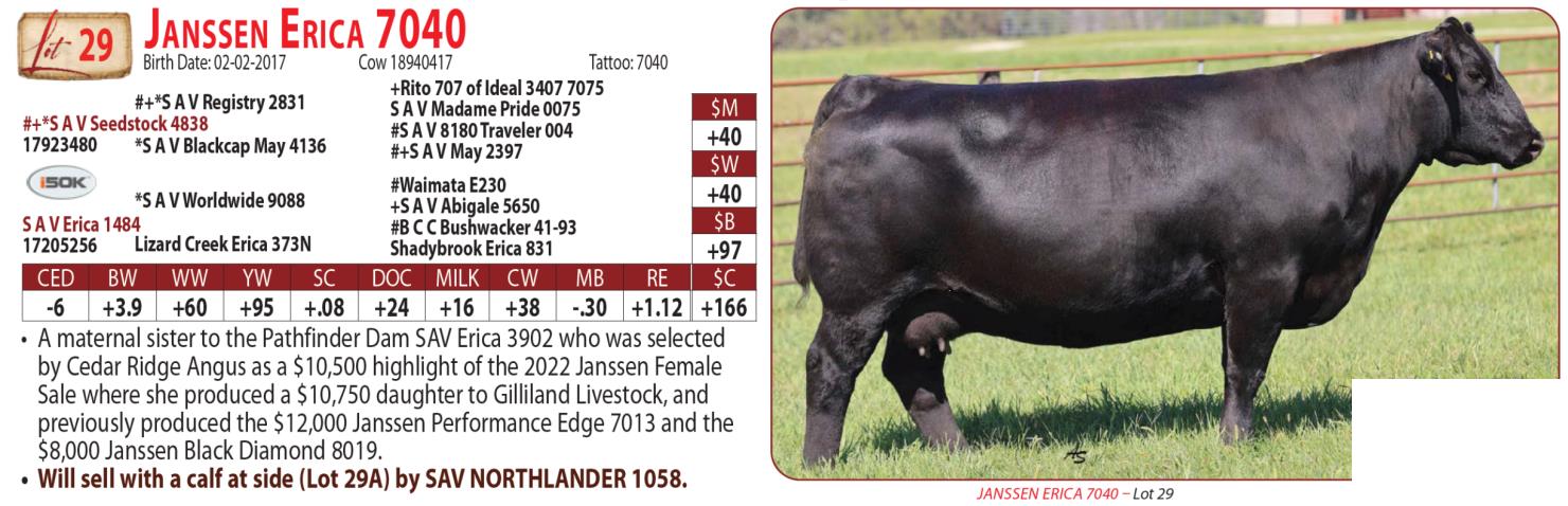 Lot 29: Janssen Angus - Mature Cow Herd Dispersal | DVAuction