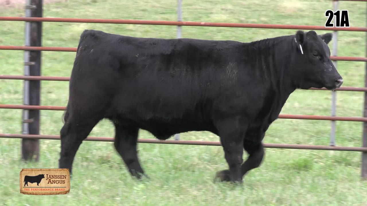 Lot 21a: Janssen Angus - Annual Angus Female Production Sale | DVAuction