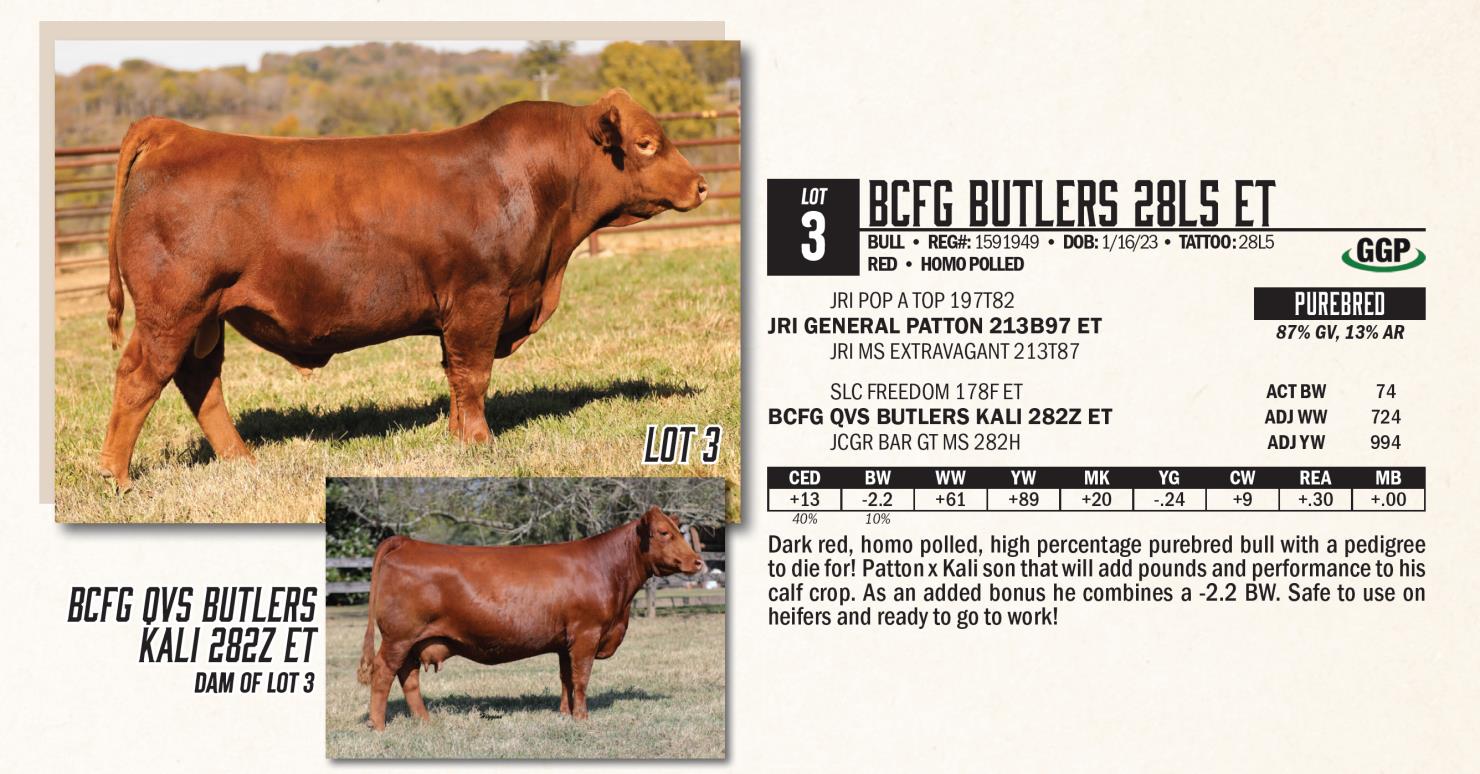 Lot 3: Boys from the South - Gelbvieh and Balancer Bull Sale - Gelbvieh ...