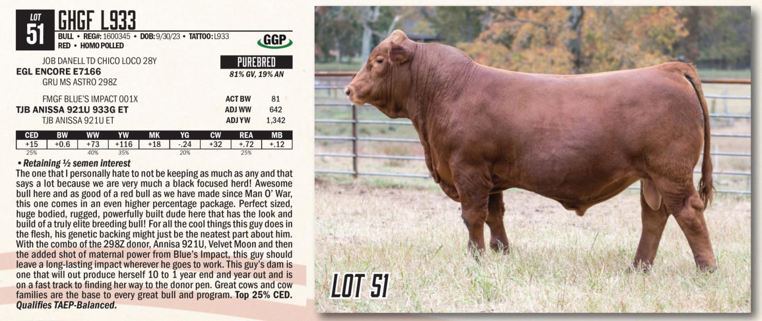 Lot 51: Boys from the South - Gelbvieh and Balancer Bull Sale ...