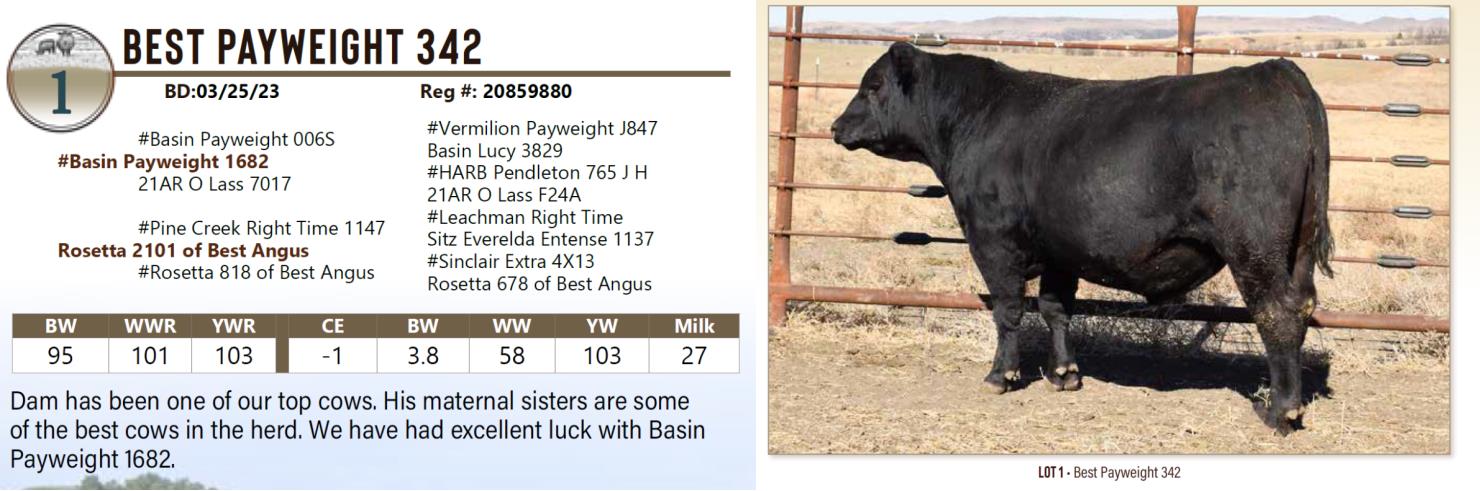 Lot 1: Badlands Angus Alliance - Annual Production Sale | DVAuction