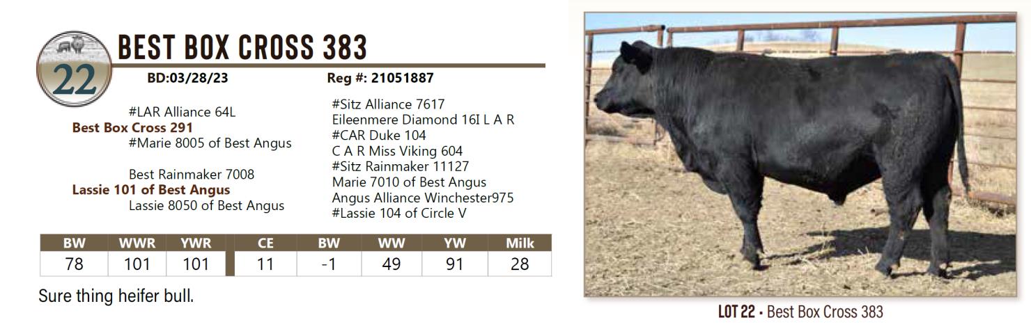 Lot 22: Badlands Angus Alliance - Annual Production Sale | DVAuction