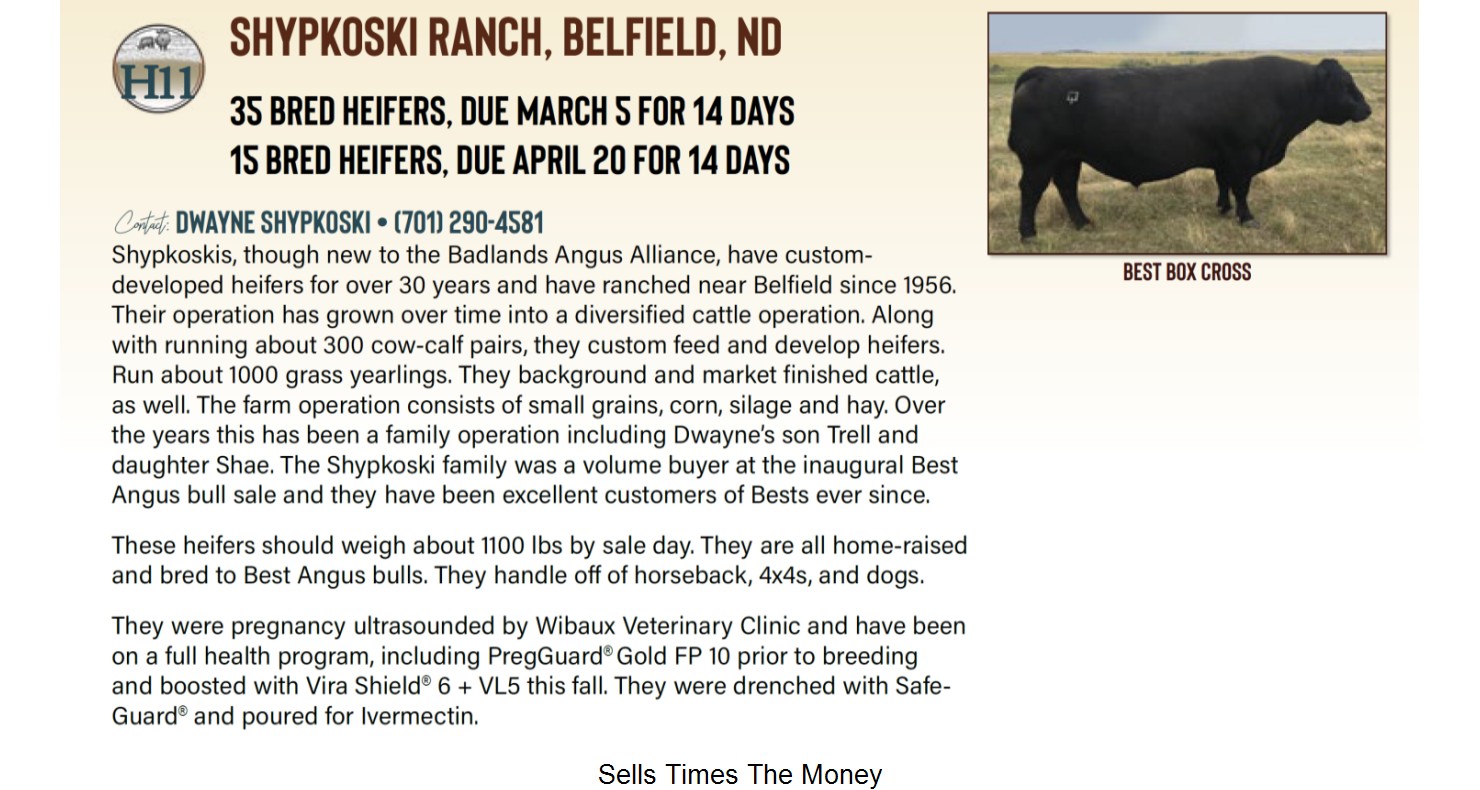 Lot h11: Badlands Angus Alliance - Annual Production Sale | DVAuction