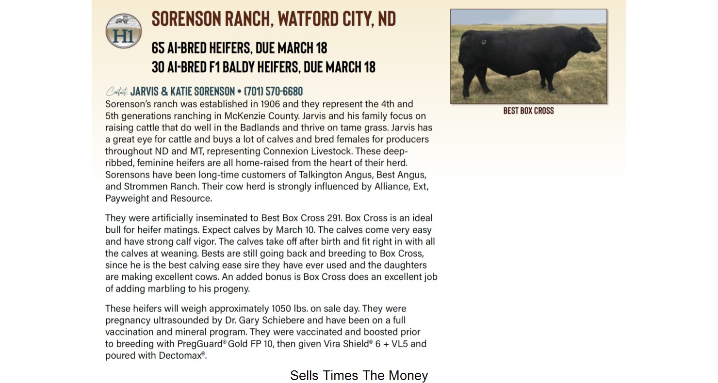 Lot h1: Badlands Angus Alliance - Annual Production Sale | DVAuction