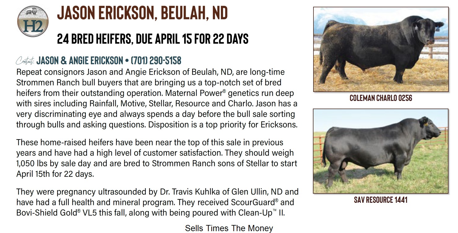 Lot h2-3: Badlands Angus Alliance - Annual Production Sale | DVAuction