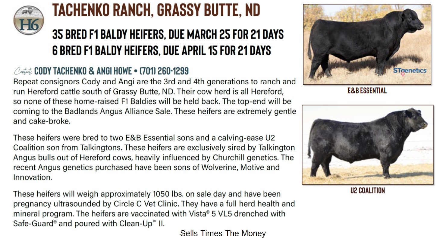 Lot h6-3: Badlands Angus Alliance - Annual Production Sale | DVAuction