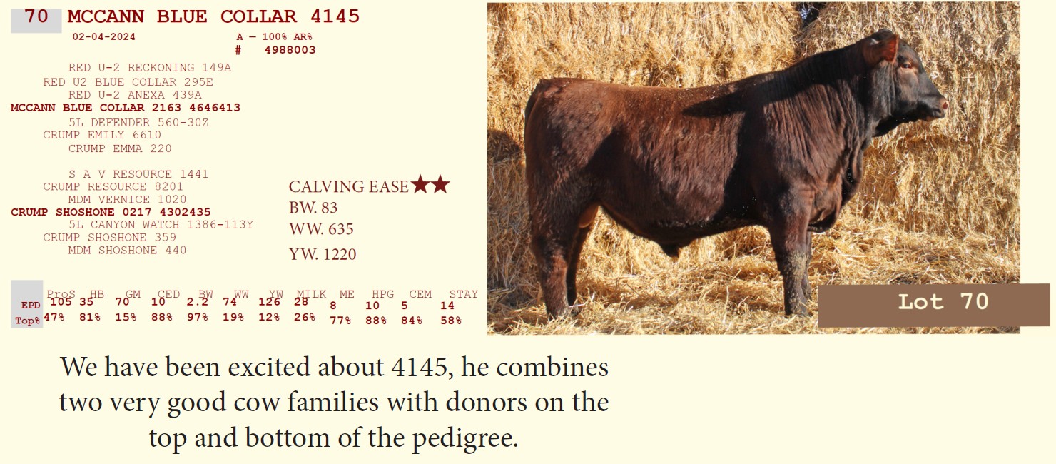 Lot 70: McCann Red Angus - 5th Annual Red Angus Bull Sale | DVAuction