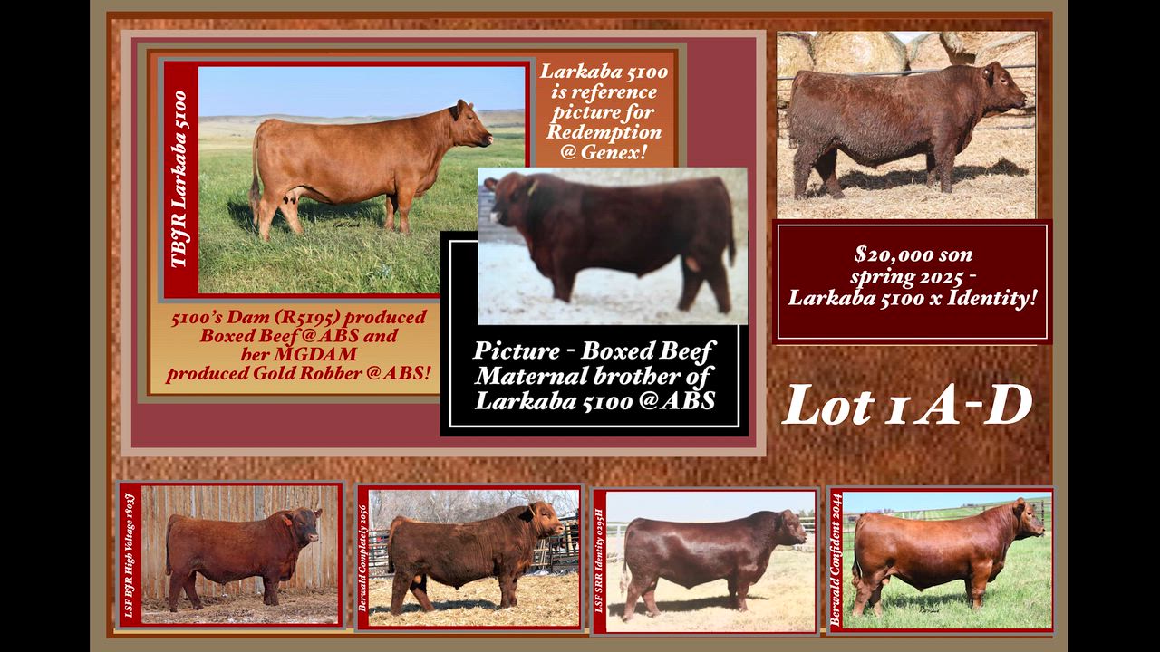 Lot 1a: Red Revolution - Cattlemen's Congress - The Red Revolution Sale ...