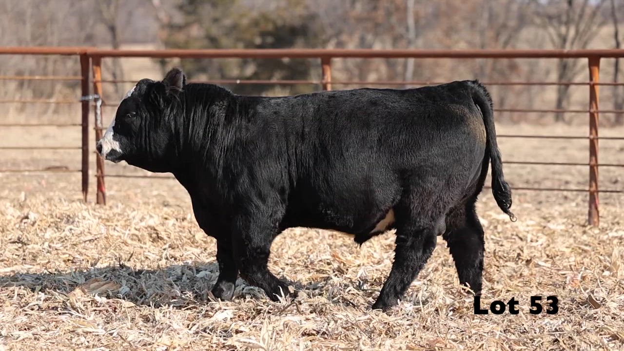 1/31/25 Drake Simmental - Annual Bull & Female Sale Video Catalog ...