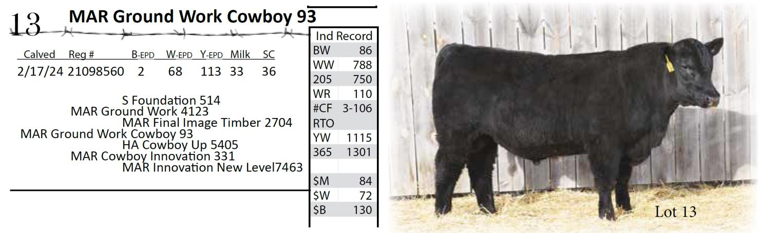 Lot 13: Maher Angus Ranch - 48th Annual Angus Bull Sale | DVAuction