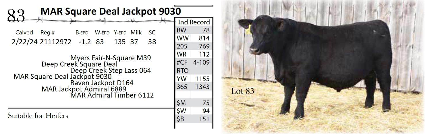 Lot 83: Maher Angus Ranch - 48th Annual Angus Bull Sale | DVAuction