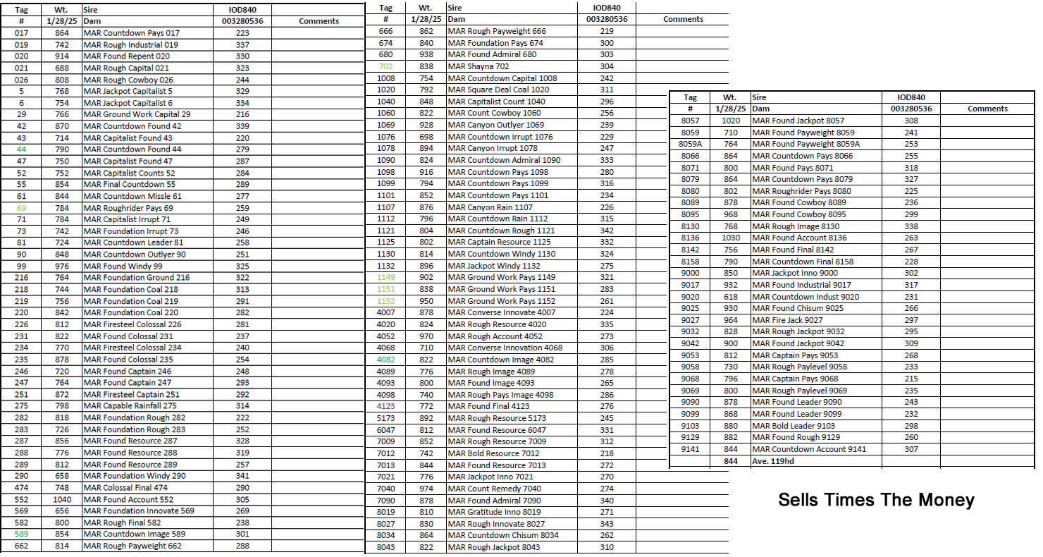 Lot heifers4: Maher Angus Ranch - 48th Annual Angus Bull Sale | DVAuction