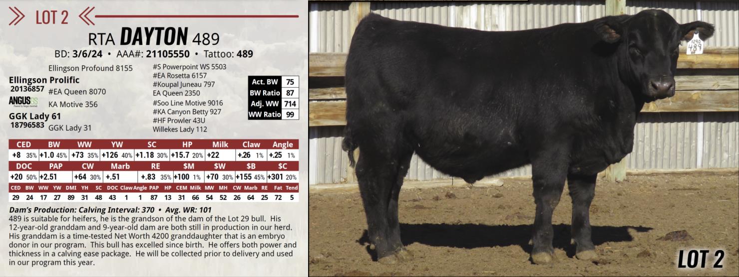 Lot 2: Rafter T Angus - Annual Bull Sale | DVAuction